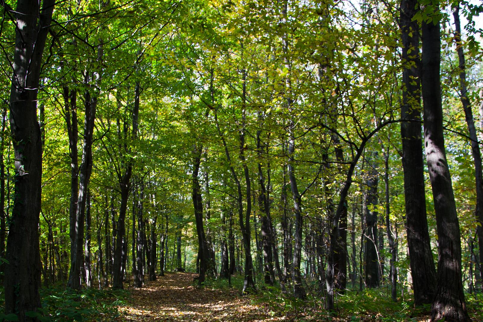 Home - Centar za posjetitelje Medvedgrad
